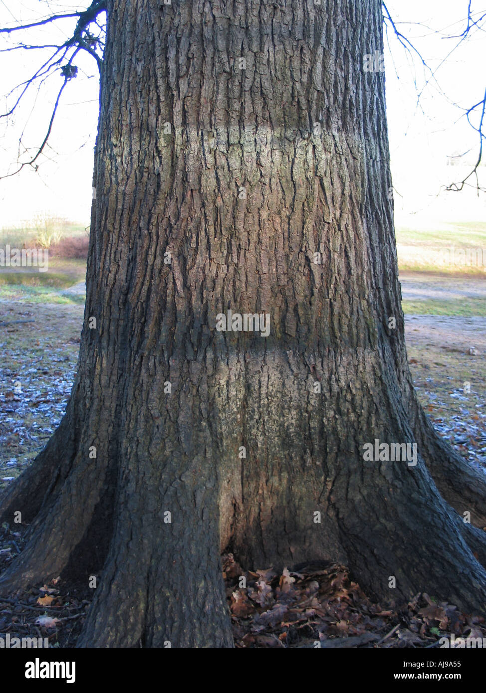 Tree Trunk Tide Marks Stock Photo - Alamy