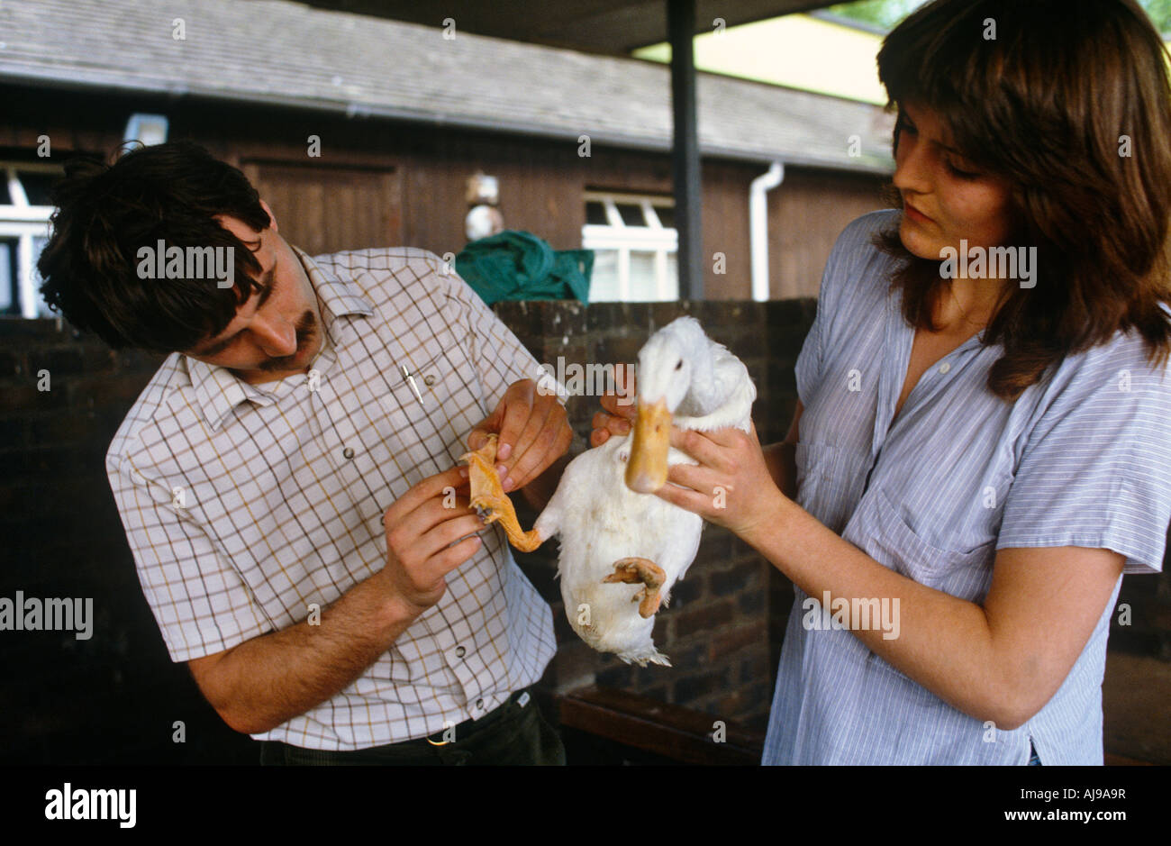 Sick duck hi-res stock photography and images - Alamy