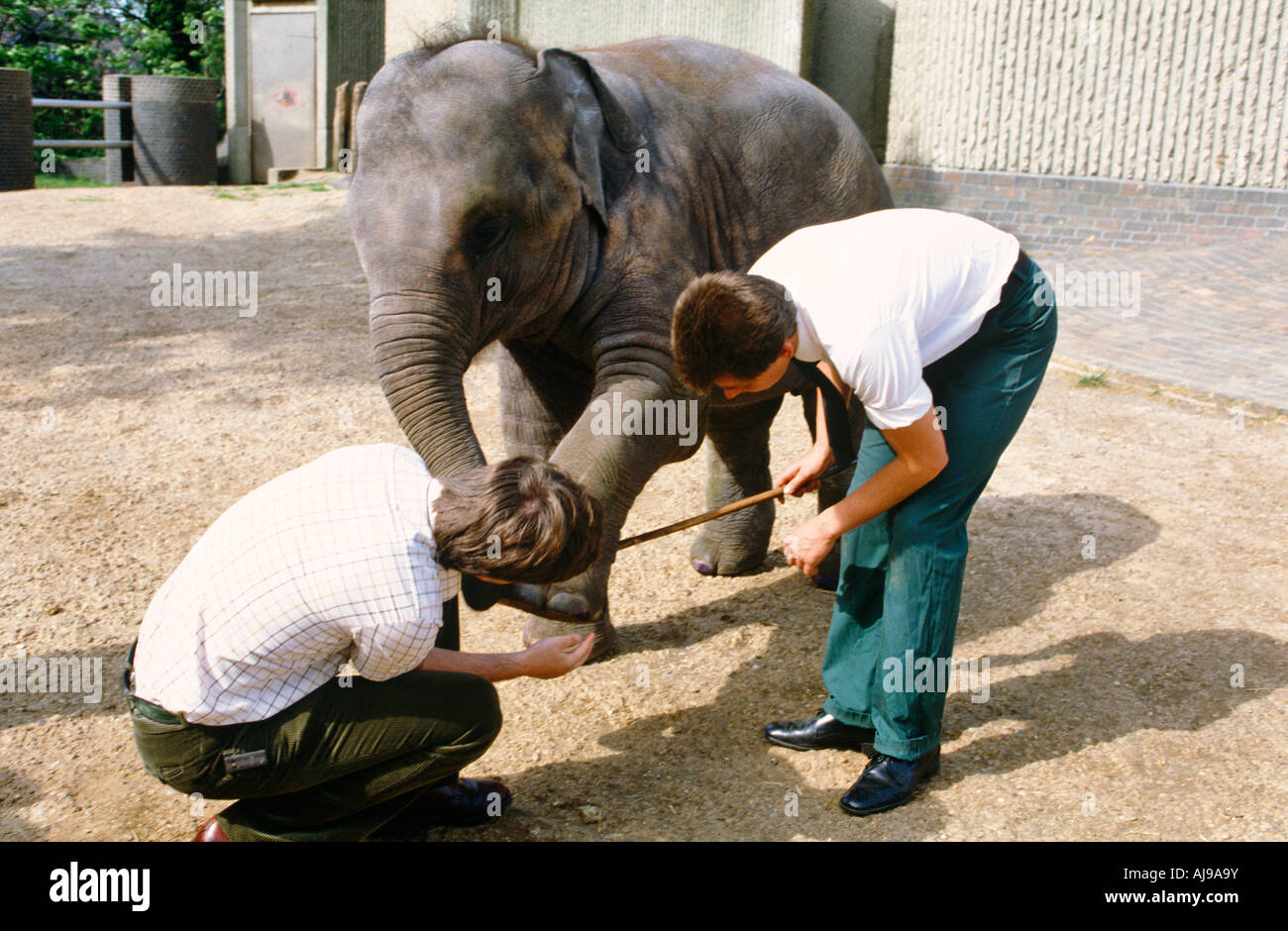 Zoo Vet With Elephant Stock Photo - Alamy