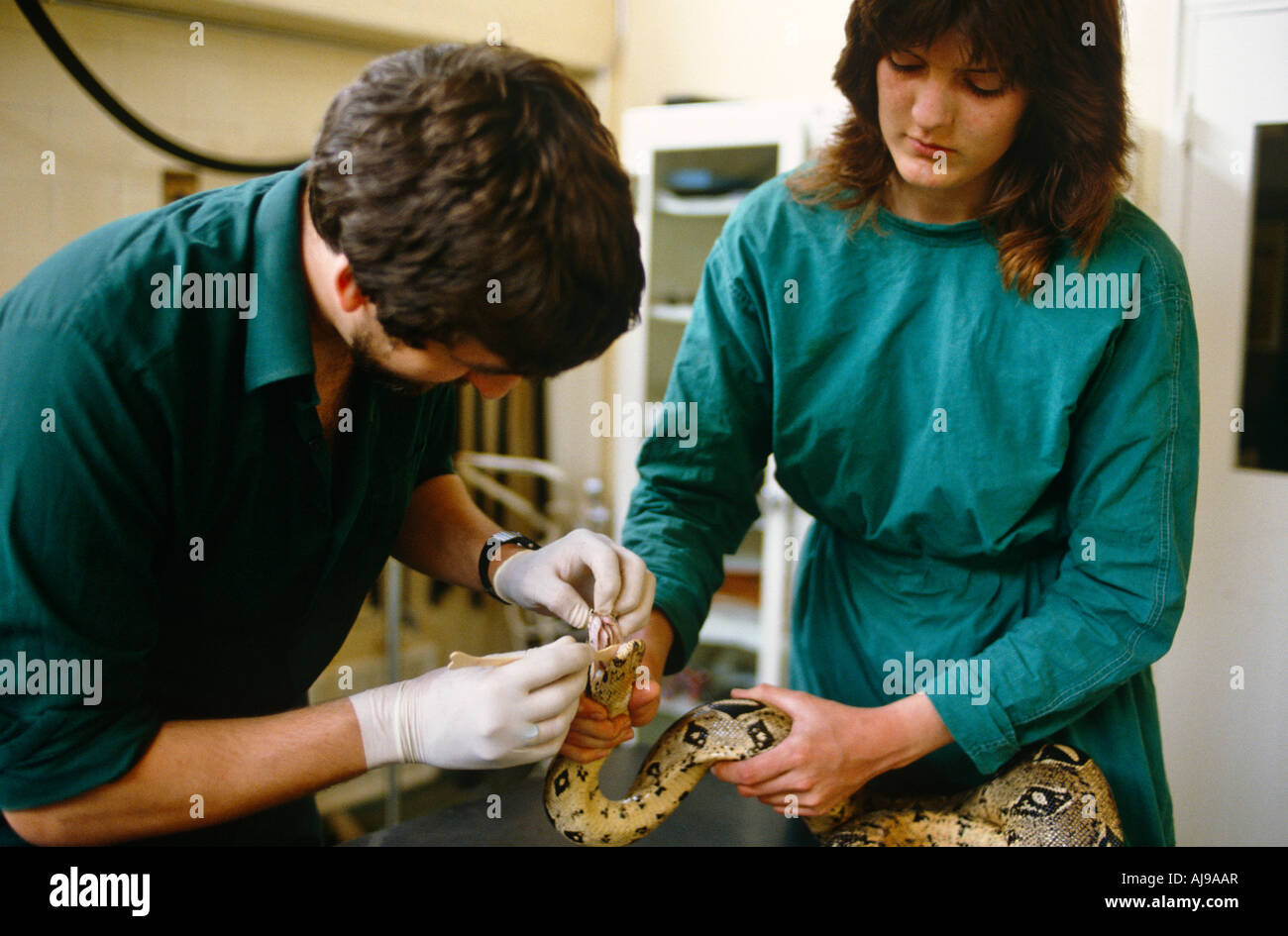Zoo vet snake hi-res stock photography and images - Alamy