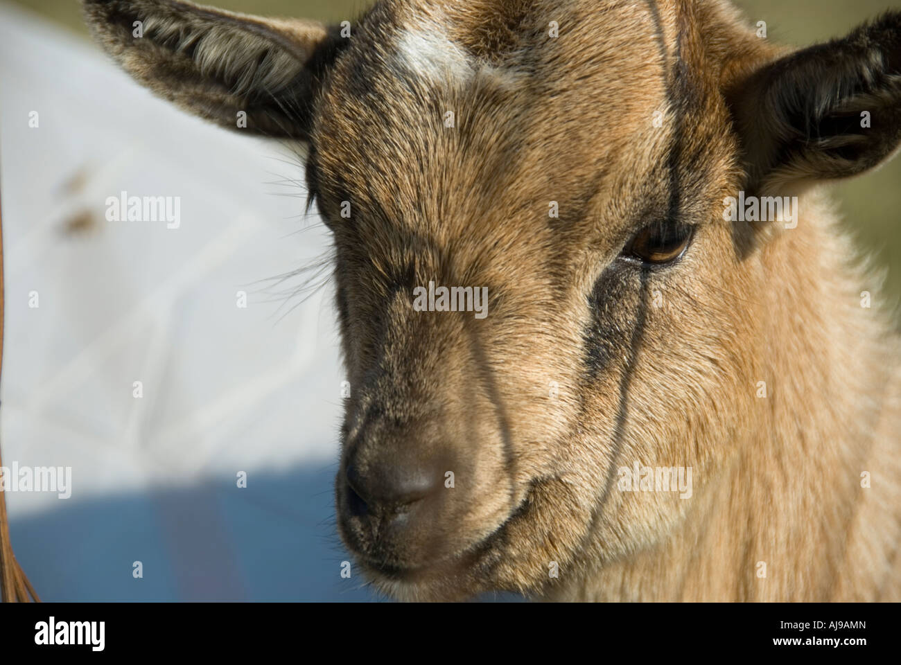 Stock Photo of a Pygmy goat The image is a close up shot of the goats ...