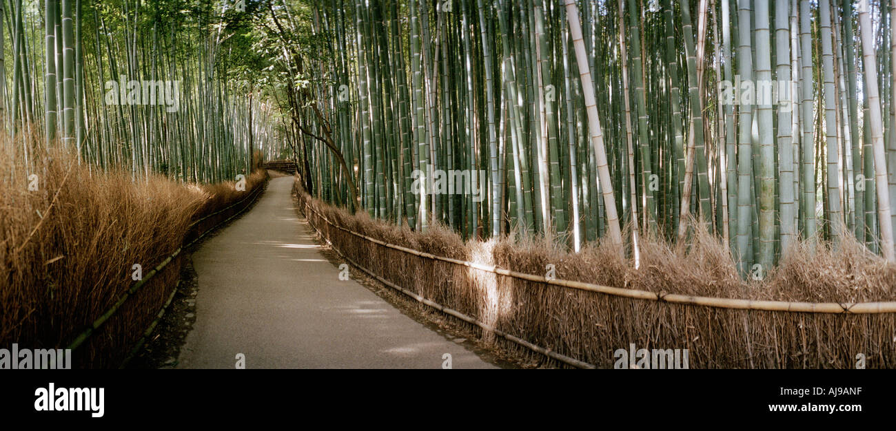 A pathway through a bamboo grove in Japan Stock Photo - Alamy