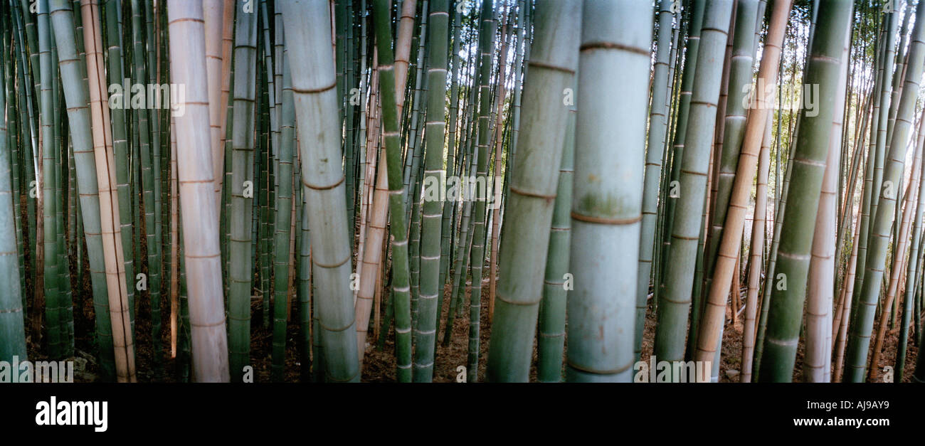 Japan grove hi-res stock photography and images - Alamy