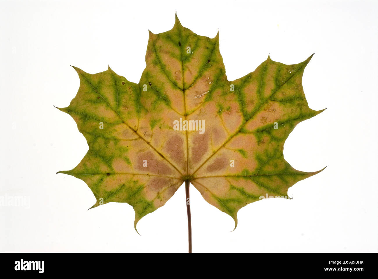 NORWAY MAPLE TREE ACER PLATANOIDES LEAF UK 2007 Stock Photo - Alamy