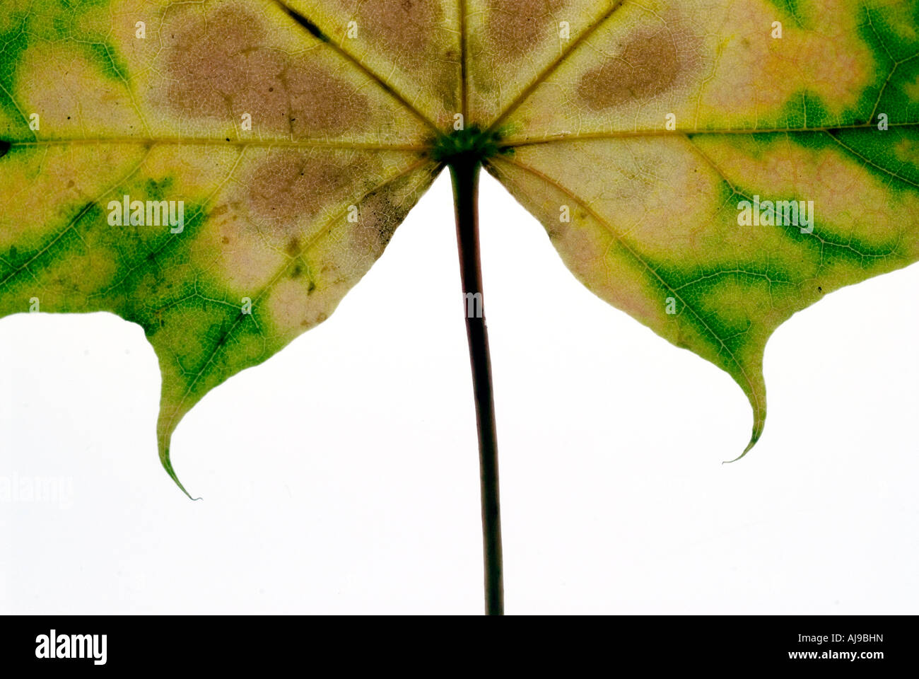 NORWAY MAPLE TREE ACER PLATANOIDES LEAF UK 2007 Stock Photo - Alamy