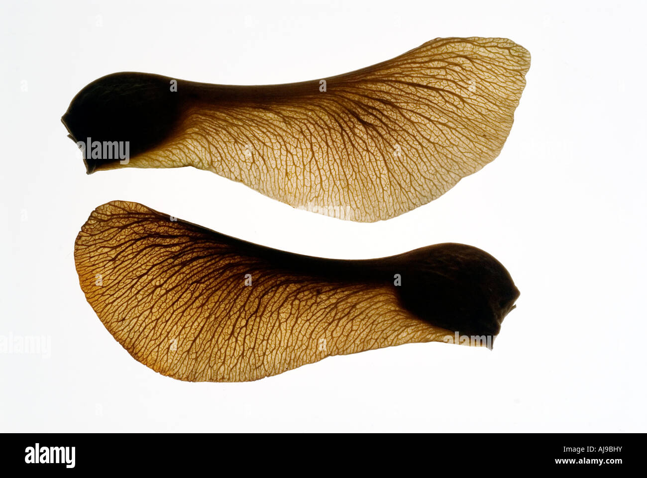 NORWAY MAPLE ACER PLATANOIDES SEED PODS UK 2007 Stock Photo - Alamy