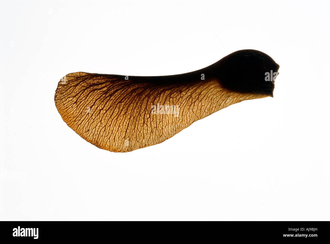 Norway Maple Seed High Resolution Stock Photography and Images - Alamy