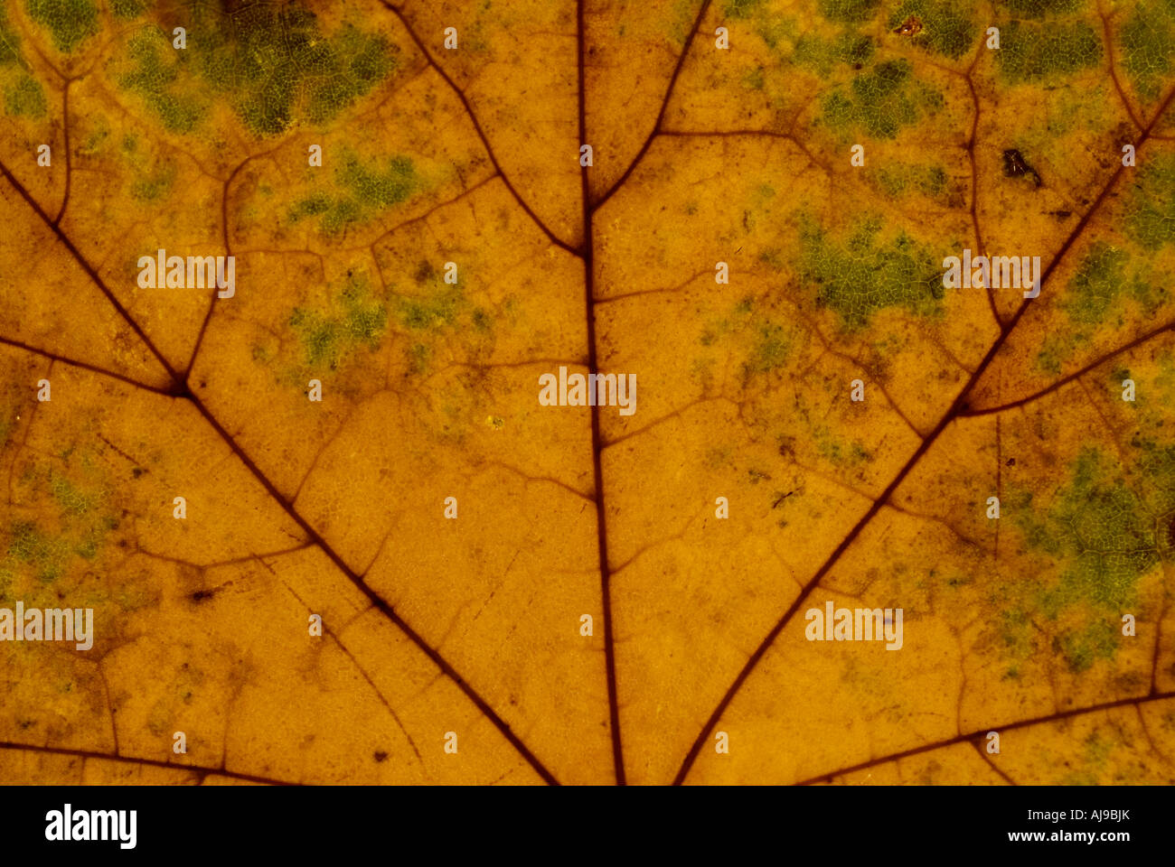 NORWAY MAPLE TREE ACER PLATANOIDES LEAF UK 2007 Stock Photo - Alamy