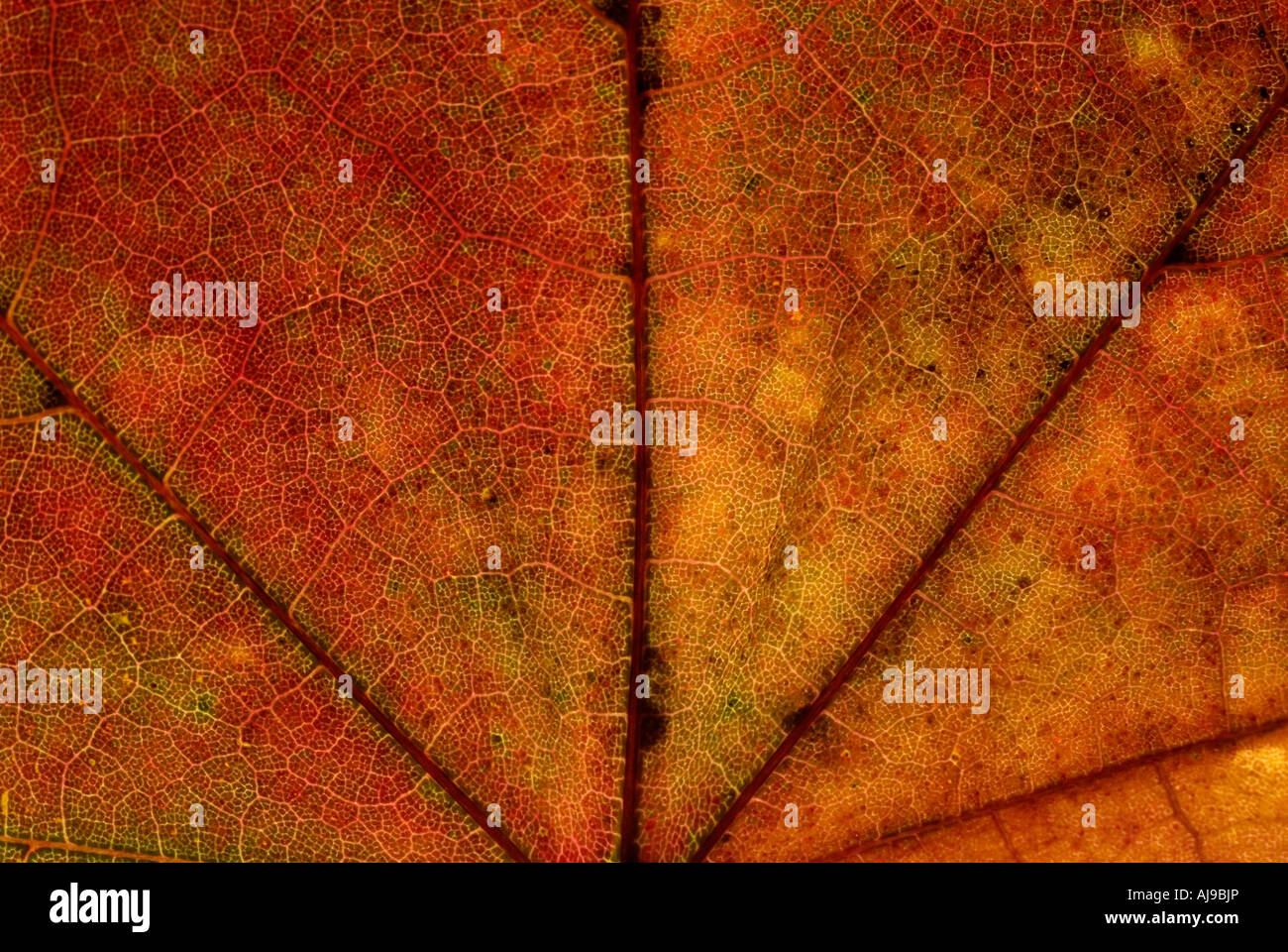 NORWAY MAPLE TREE ACER PLATANOIDES LEAF UK 2007 Stock Photo - Alamy