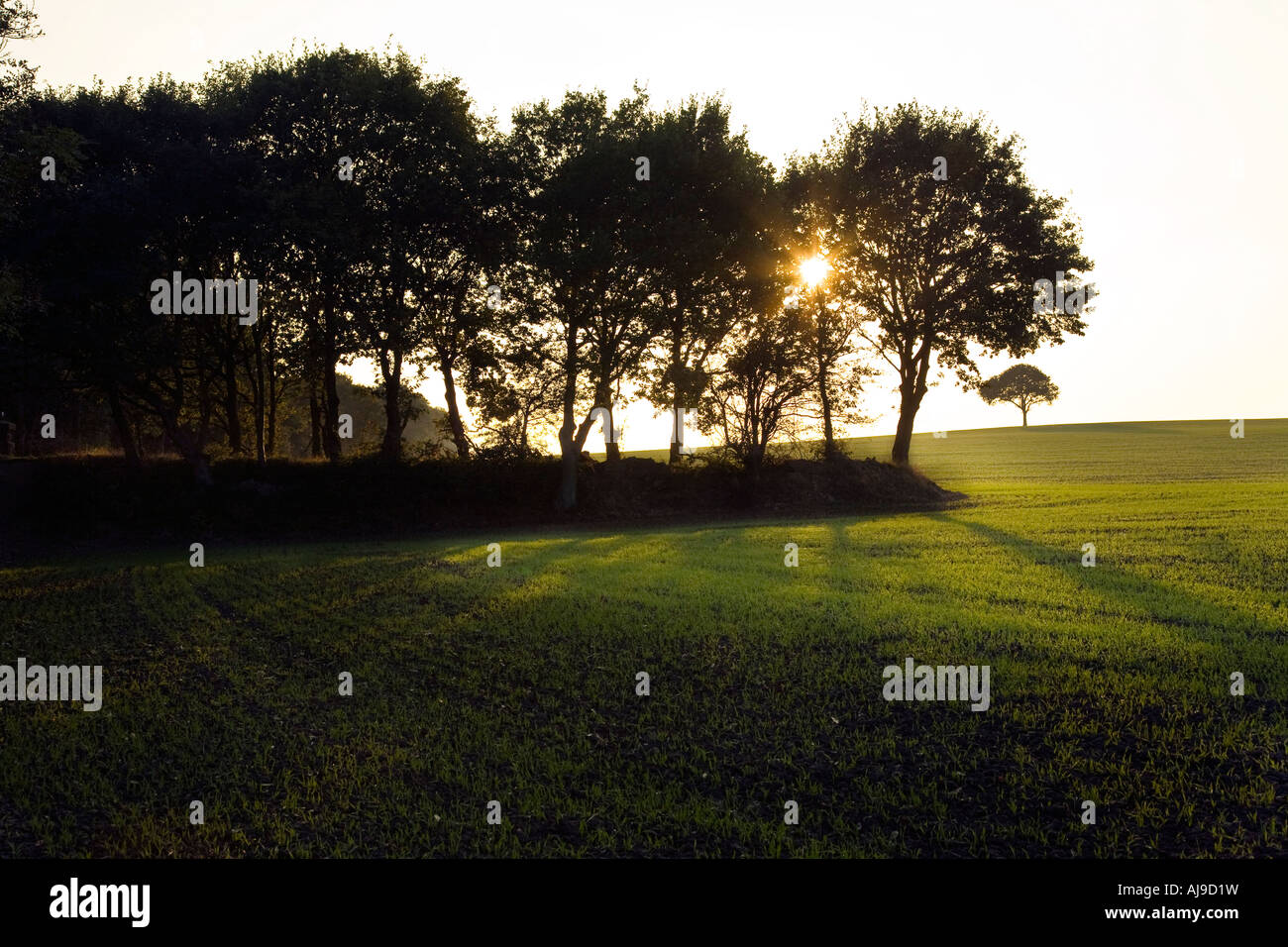 An isolated pocket of trees with the sun setting behind them Stock ...
