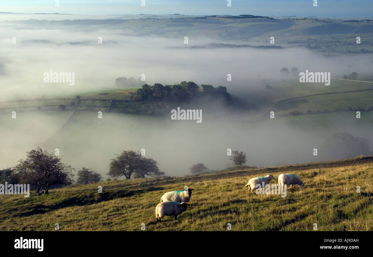 sheep at longstone edge Stock Photo - Alamy