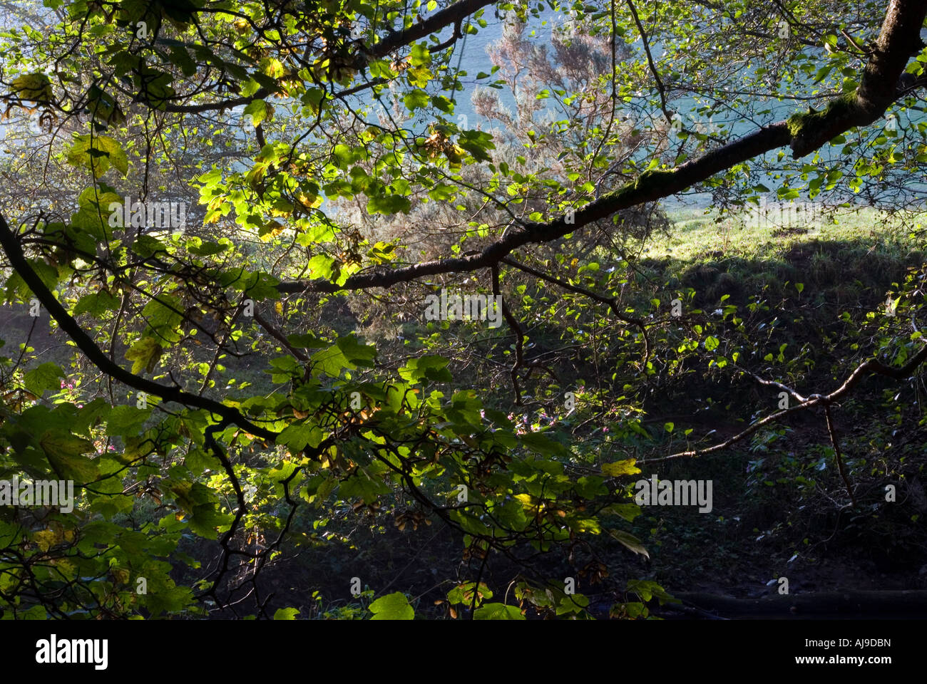 backlit fall foliage Stock Photo - Alamy