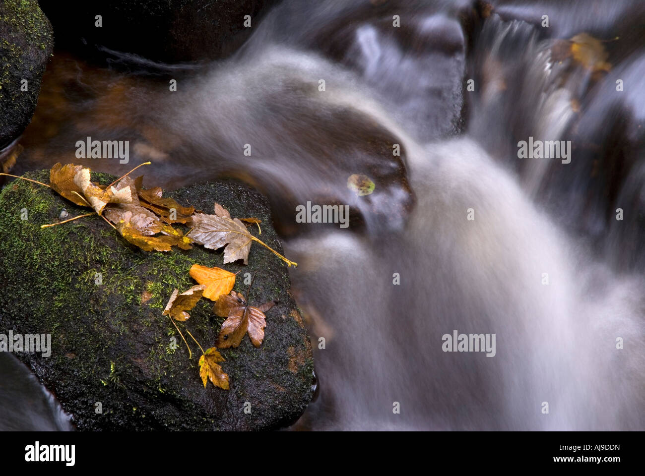 fall leaves and stream Stock Photo - Alamy