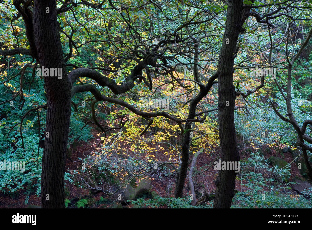 Old treescape hi-res stock photography and images - Alamy