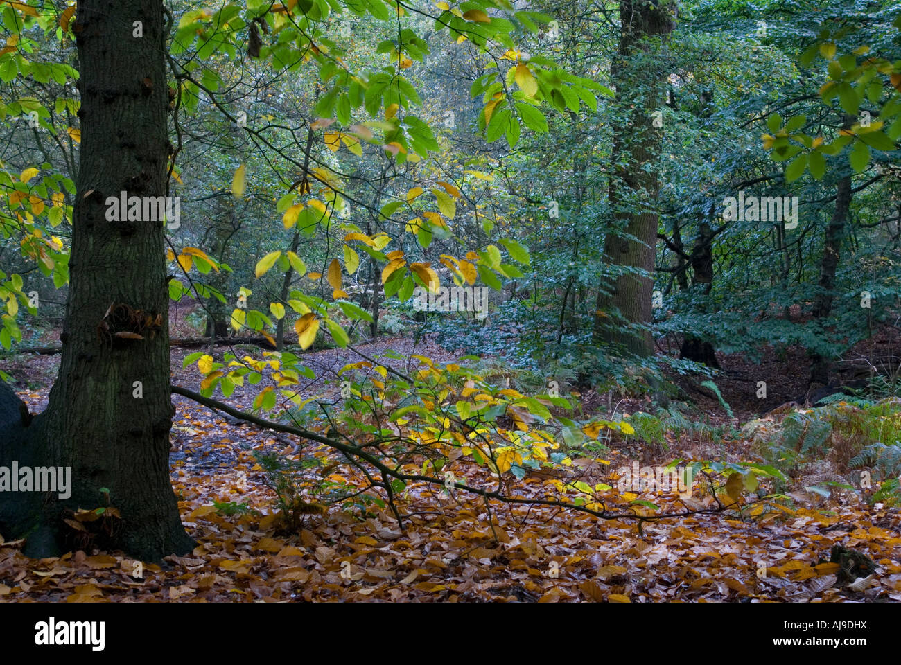 autumn colours in the forest Stock Photo - Alamy