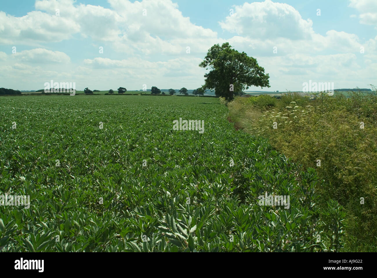 Field Beans Leguminosae growing as a crop in the Uk on the Yorkshire ...