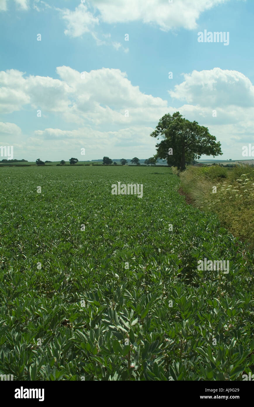Field Beans Leguminosae growing as a crop in the Uk on the Yorkshire ...