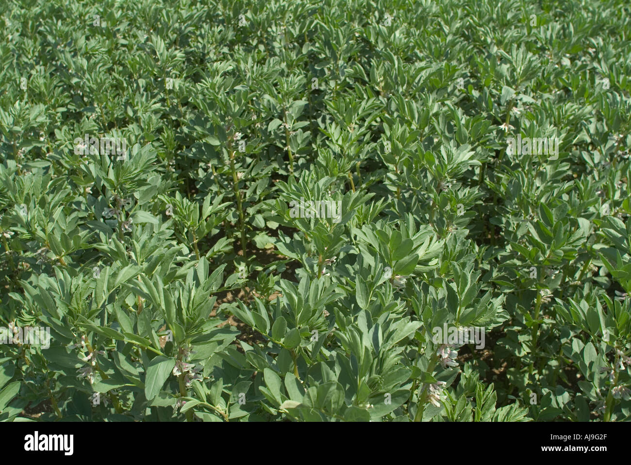 Field Beans Leguminosae growing as a crop in the Uk on the Yorkshire ...