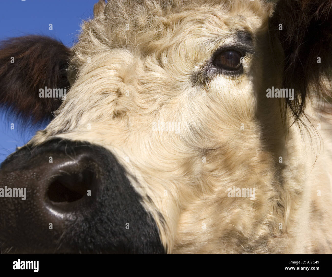 looking in the eyes of an ox Portrait of Cow close up near Stock Photo ...