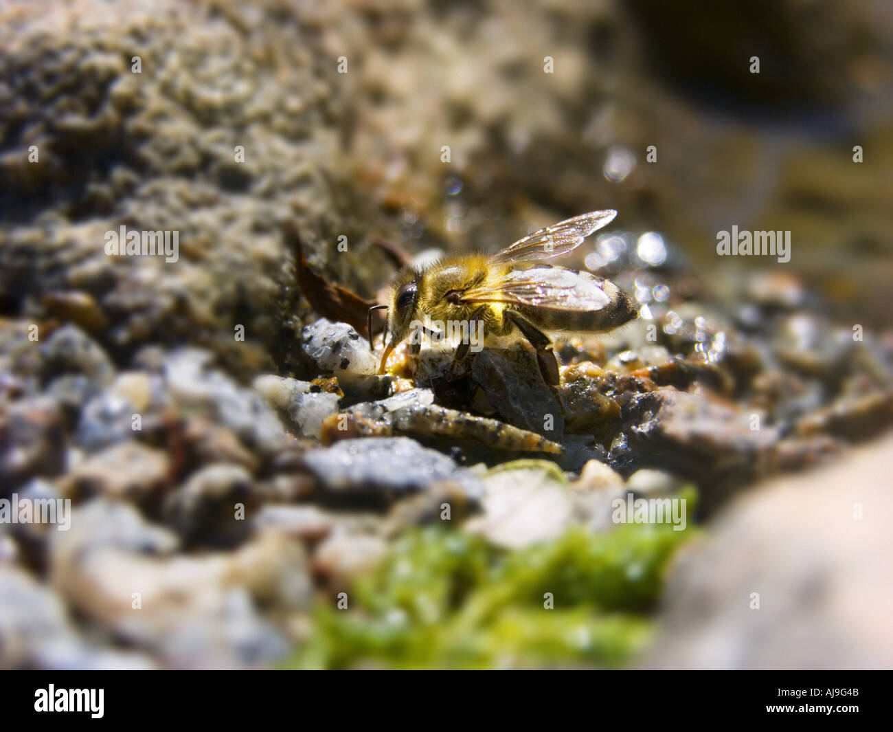 CLOSE UP of a honey bee drinking water on a waterplace ONE 1 single ...