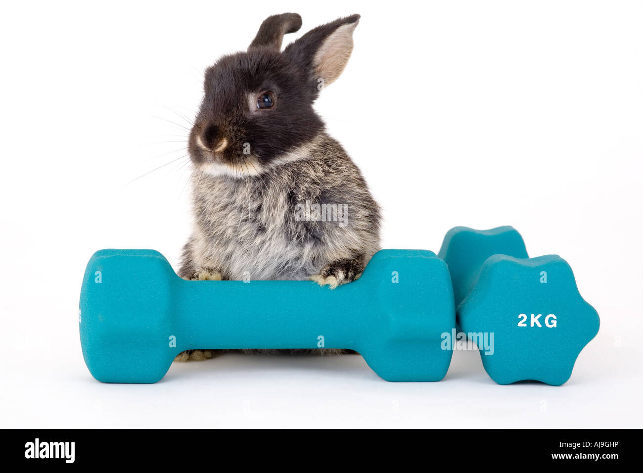 black bunny and a weight Stock Photo - Alamy