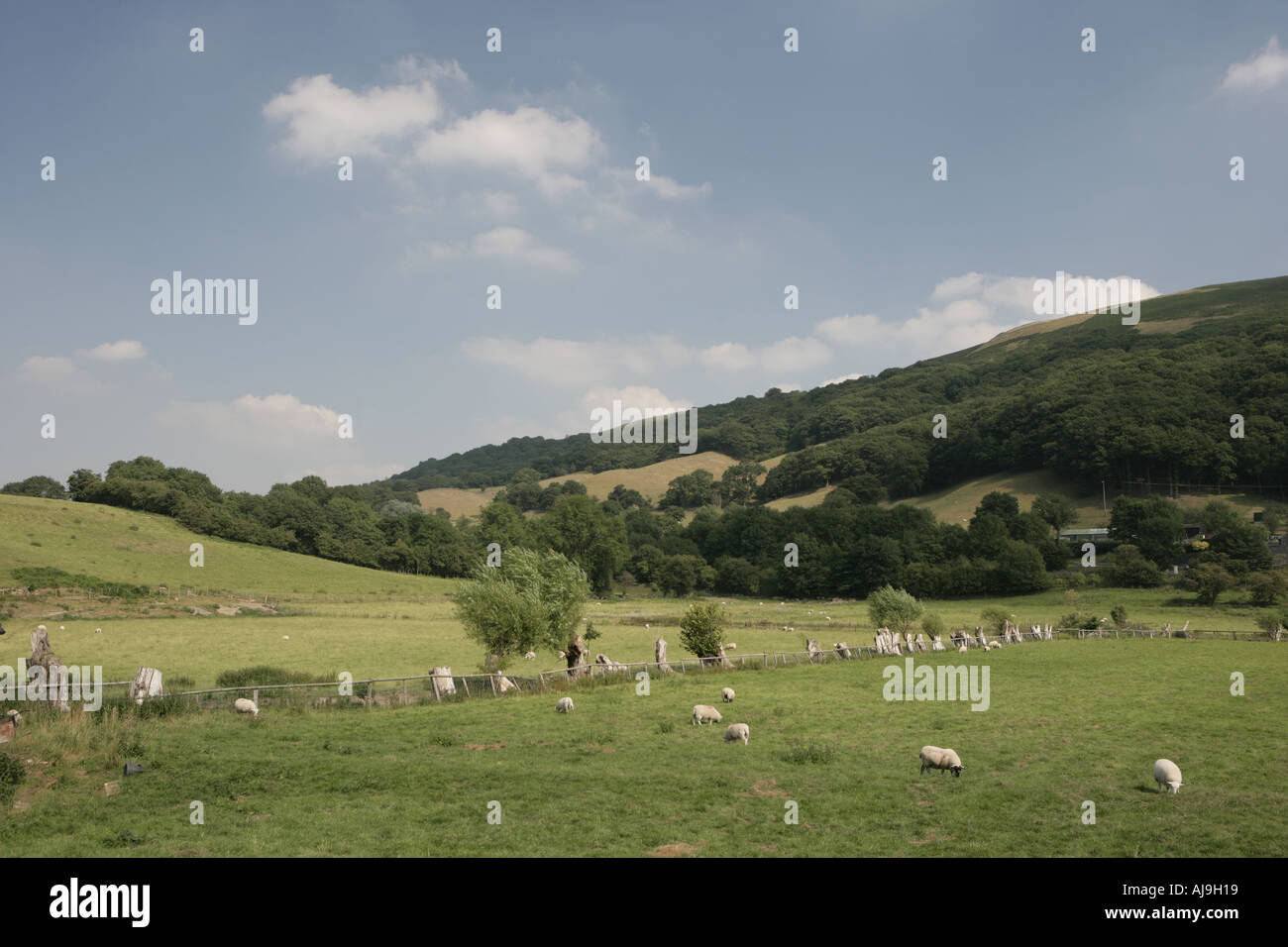 Sheep feeding on a farm at Little Stretton Shropshire Stock Photo - Alamy