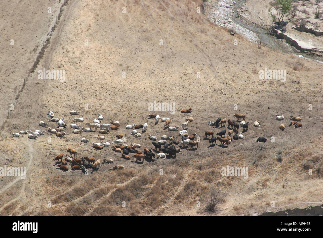 Cows grazing from the air hi-res stock photography and images - Alamy