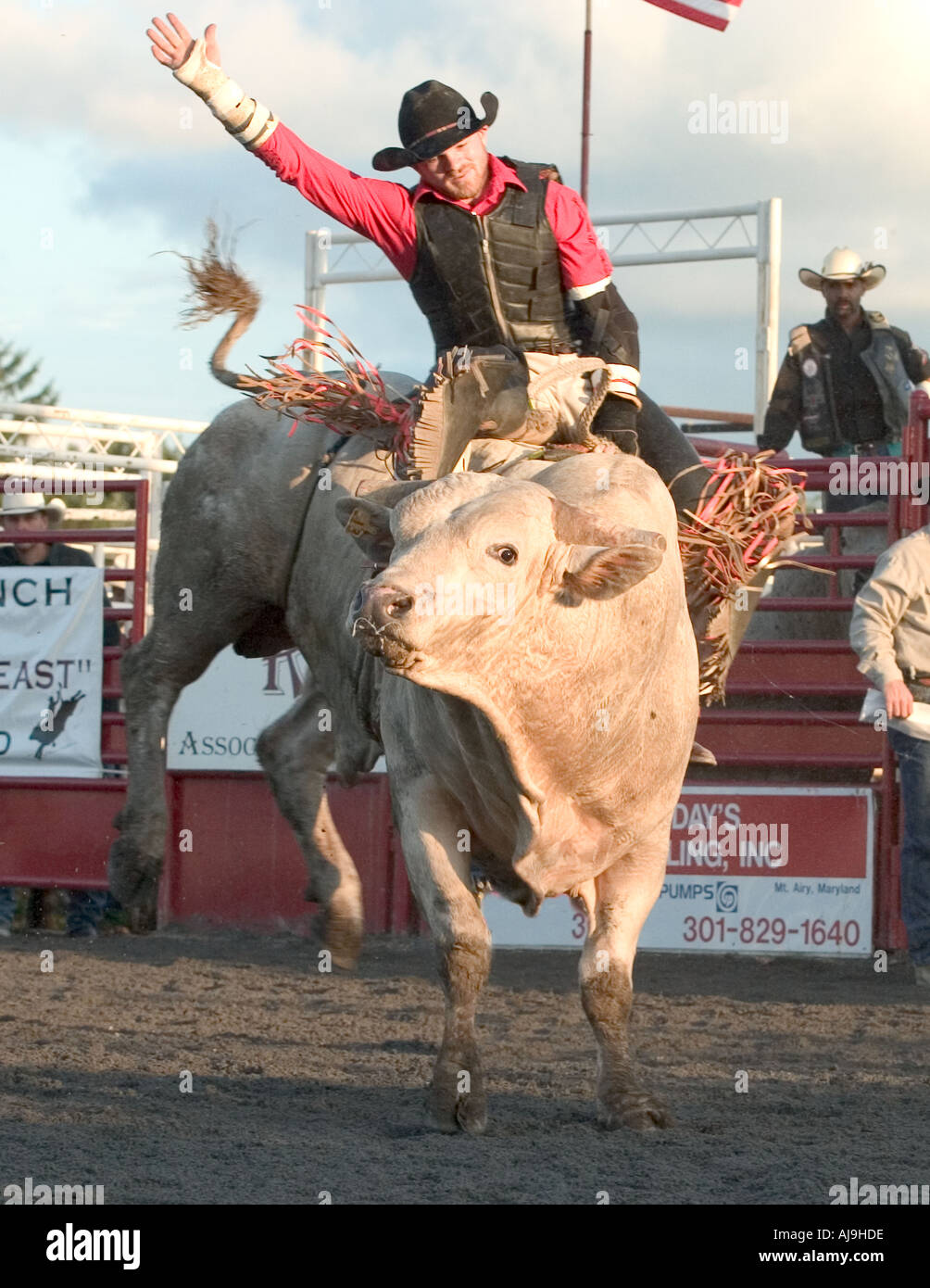 Cowboy riding bull Stock Photo - Alamy
