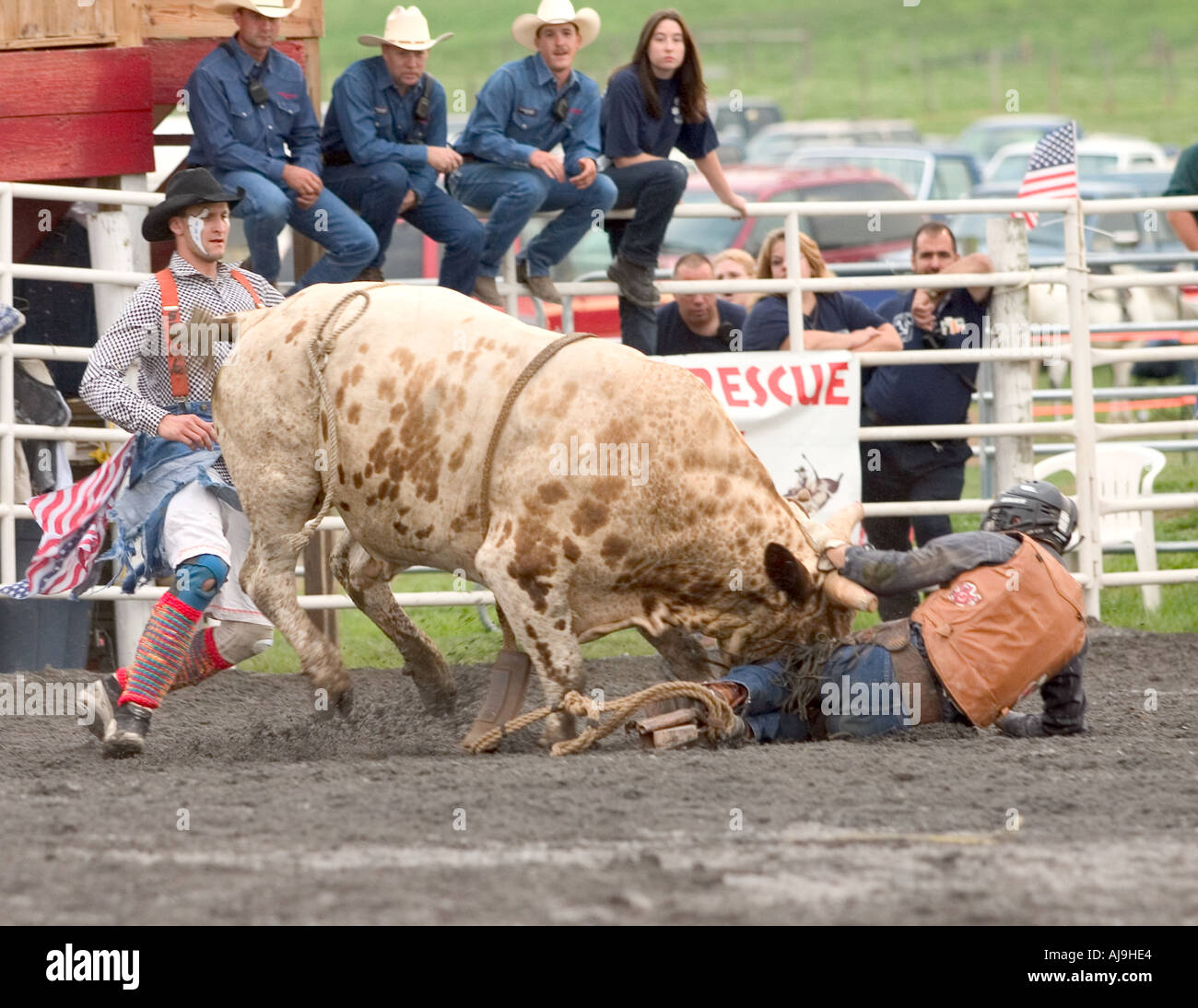 Cowboy being gored at a Rodeo Stock Photo - Alamy