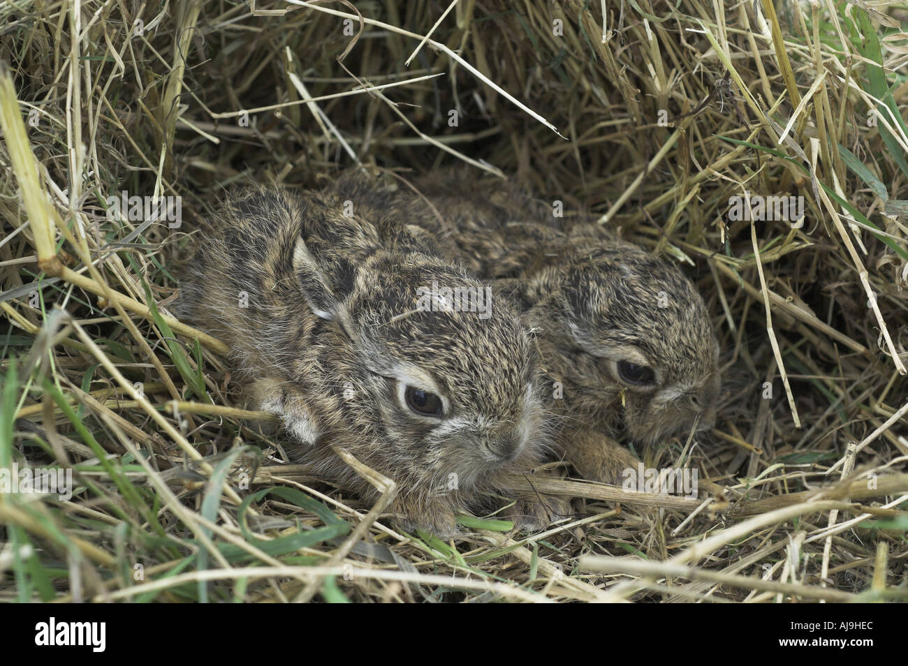 Baby leverets lepus capensis hidden amongst grass Stock Photo - Alamy
