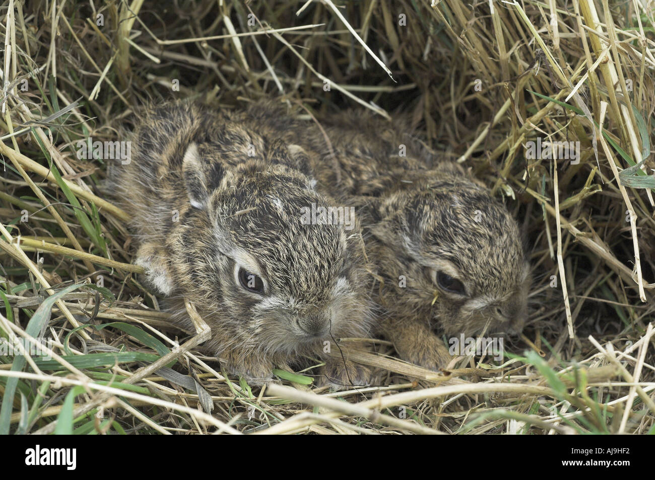 Baby leverets lepus capensis hidden amongst grass Stock Photo - Alamy