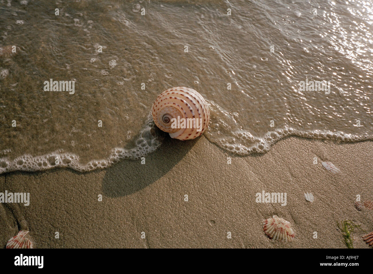 Shell edge hi-res stock photography and images - Alamy