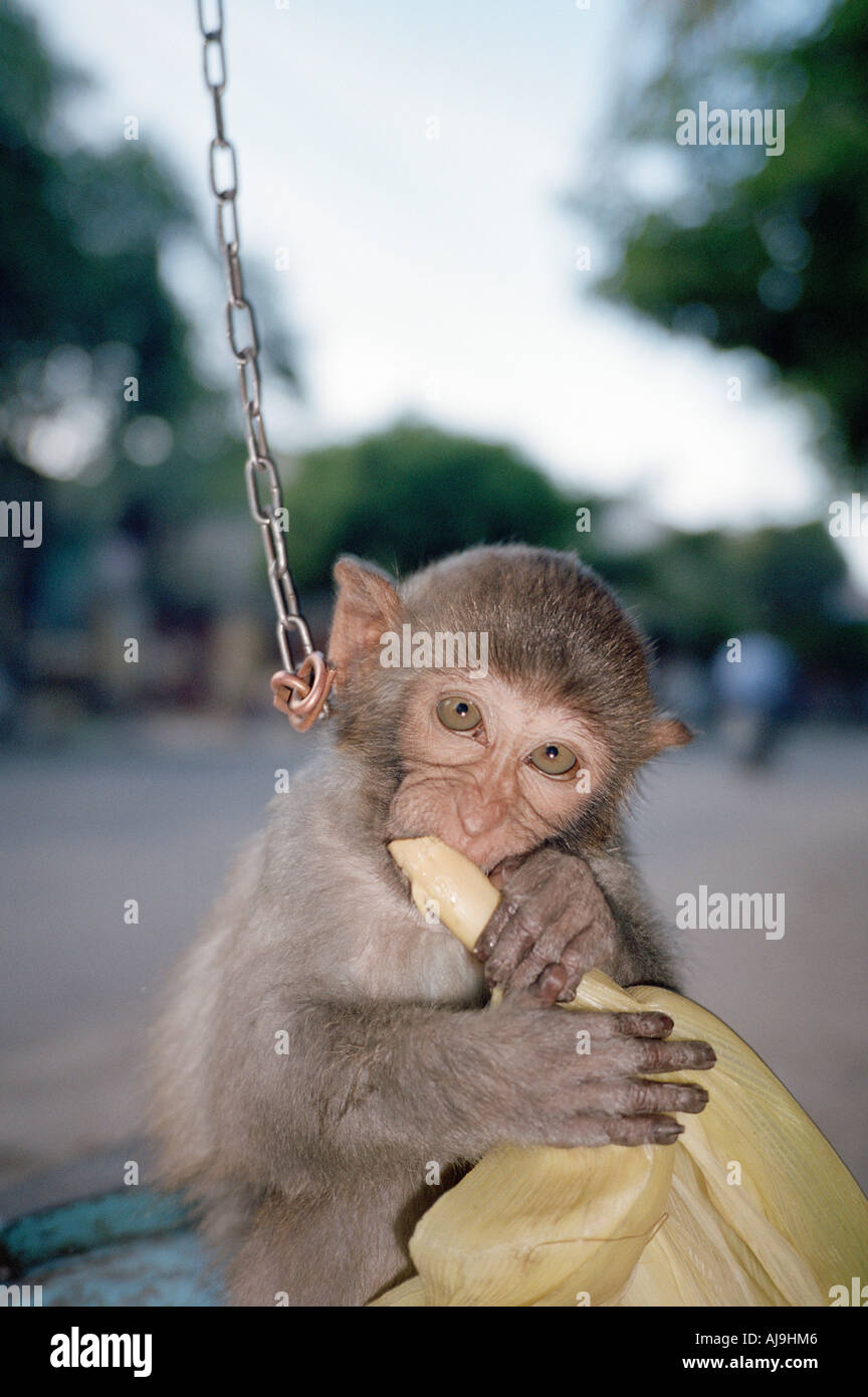 Monkey on chain hi-res stock photography and images - Alamy