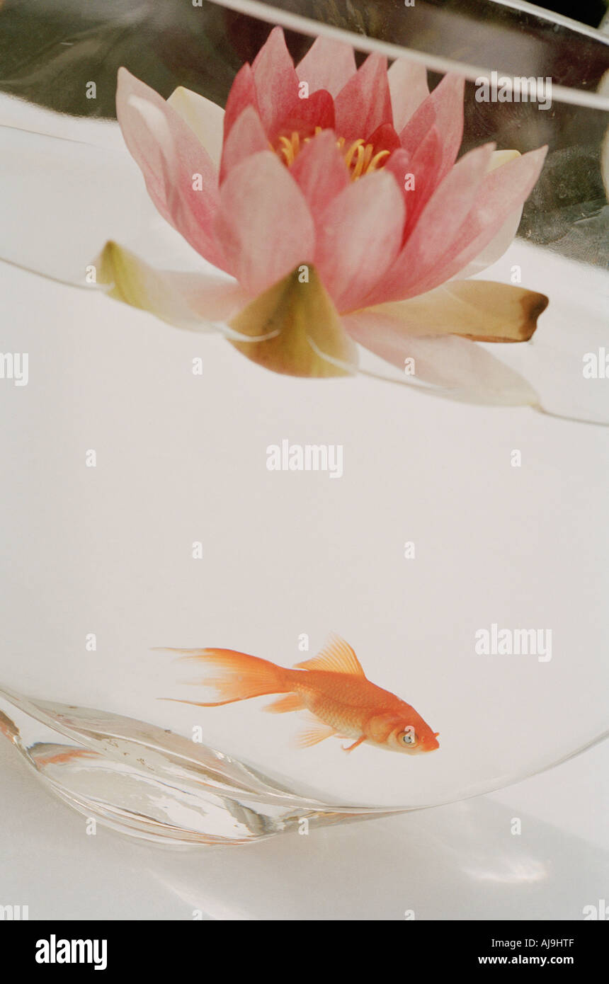 Lotus flower floating above goldfish in glass bowl Stock Photo - Alamy