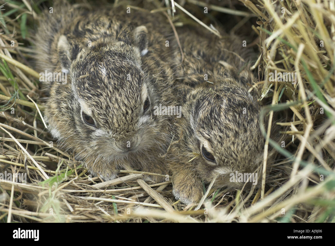 Baby leverets lepus capensis hidden amongst grass Stock Photo - Alamy