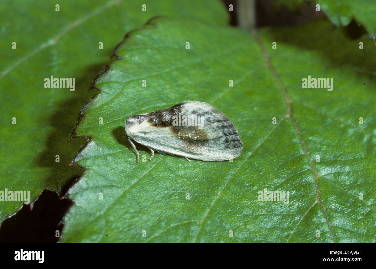 Moths attracted to light hi-res stock photography and images - Alamy