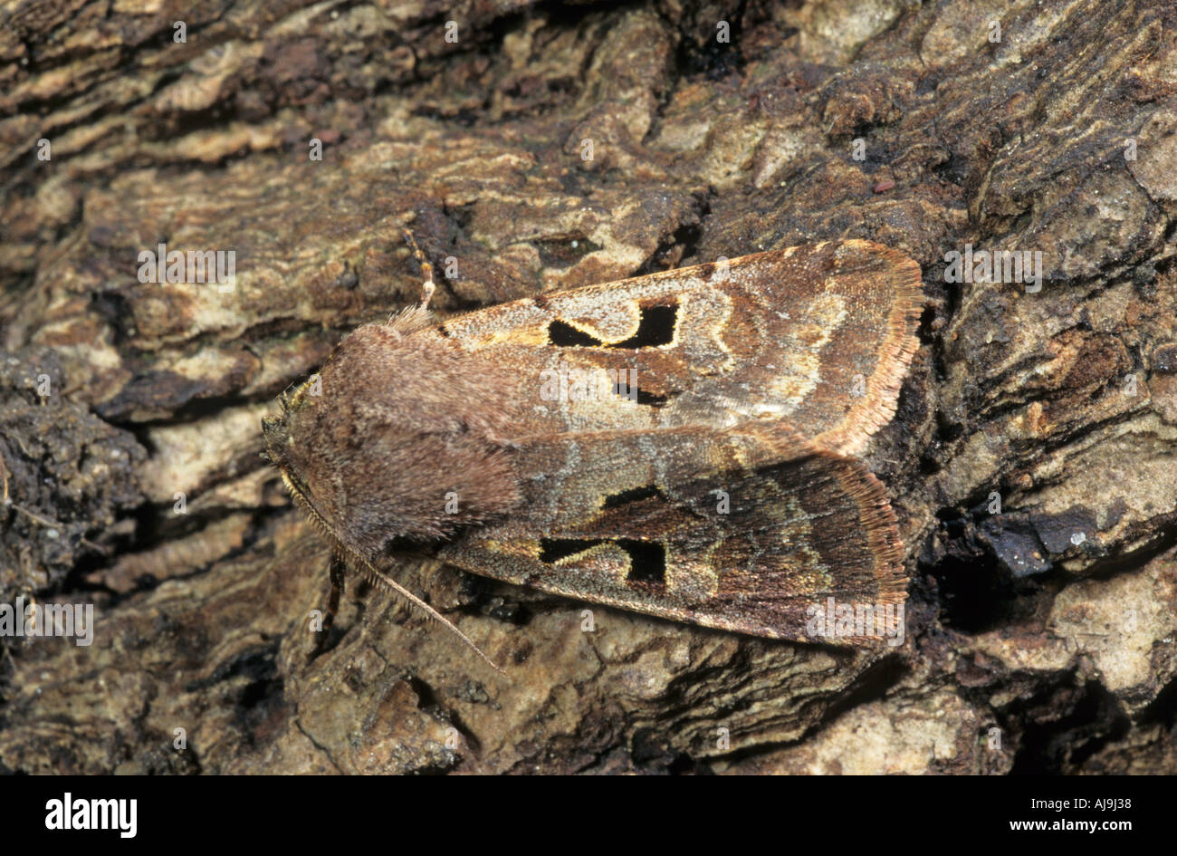 Hebrew Character Moth High Resolution Stock Photography and Images - Alamy