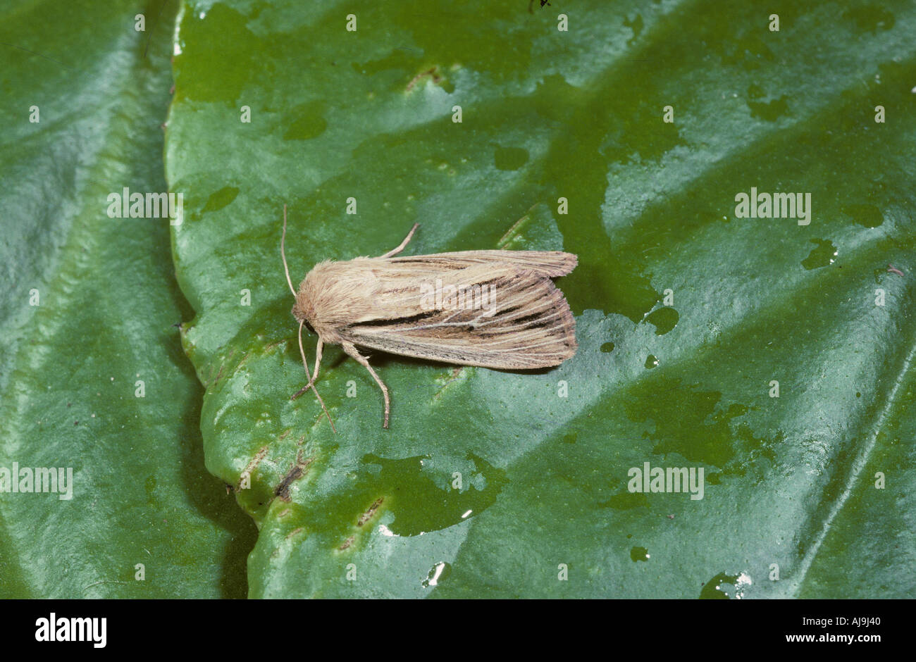 Moths attracted to light hi-res stock photography and images - Alamy