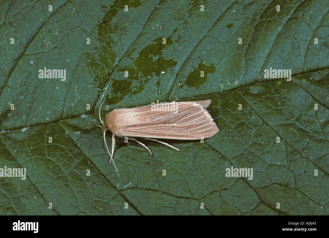 Moth common wainscot mythimna pallens Stock Photo - Alamy
