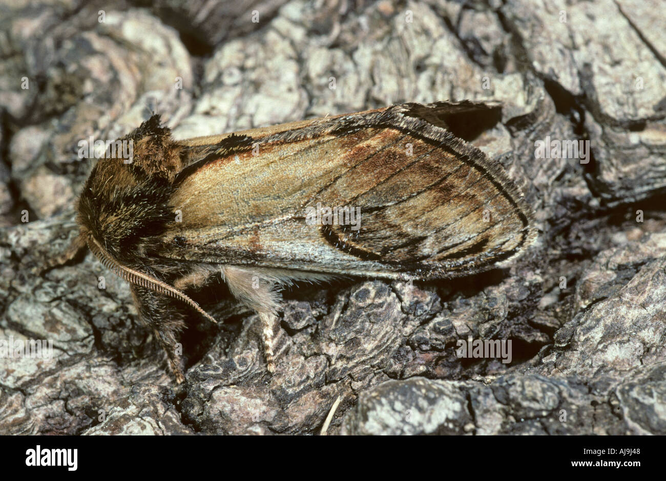Pebble Prominent Moth High Resolution Stock Photography and Images - Alamy