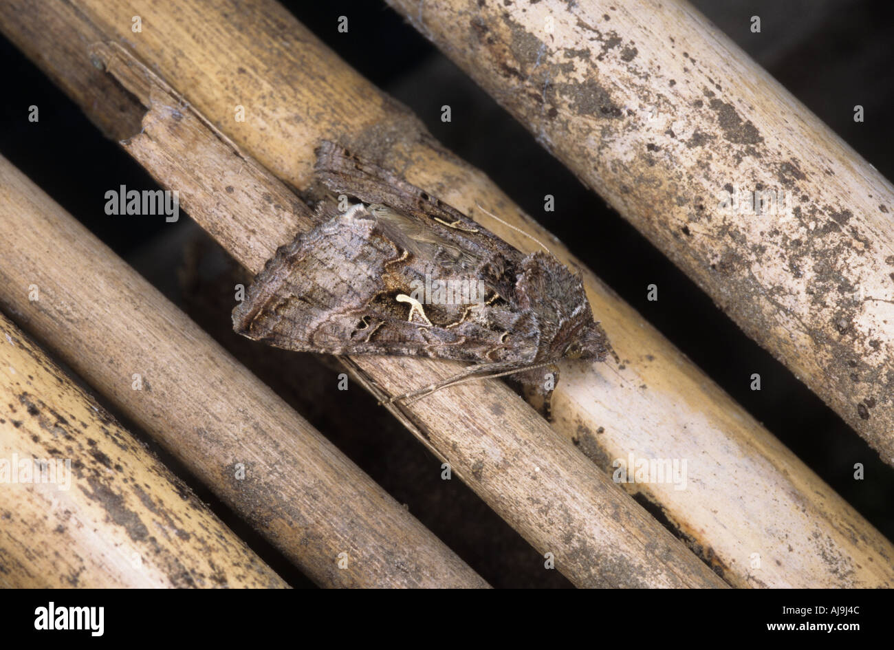 Silver y moth uk hi-res stock photography and images - Alamy