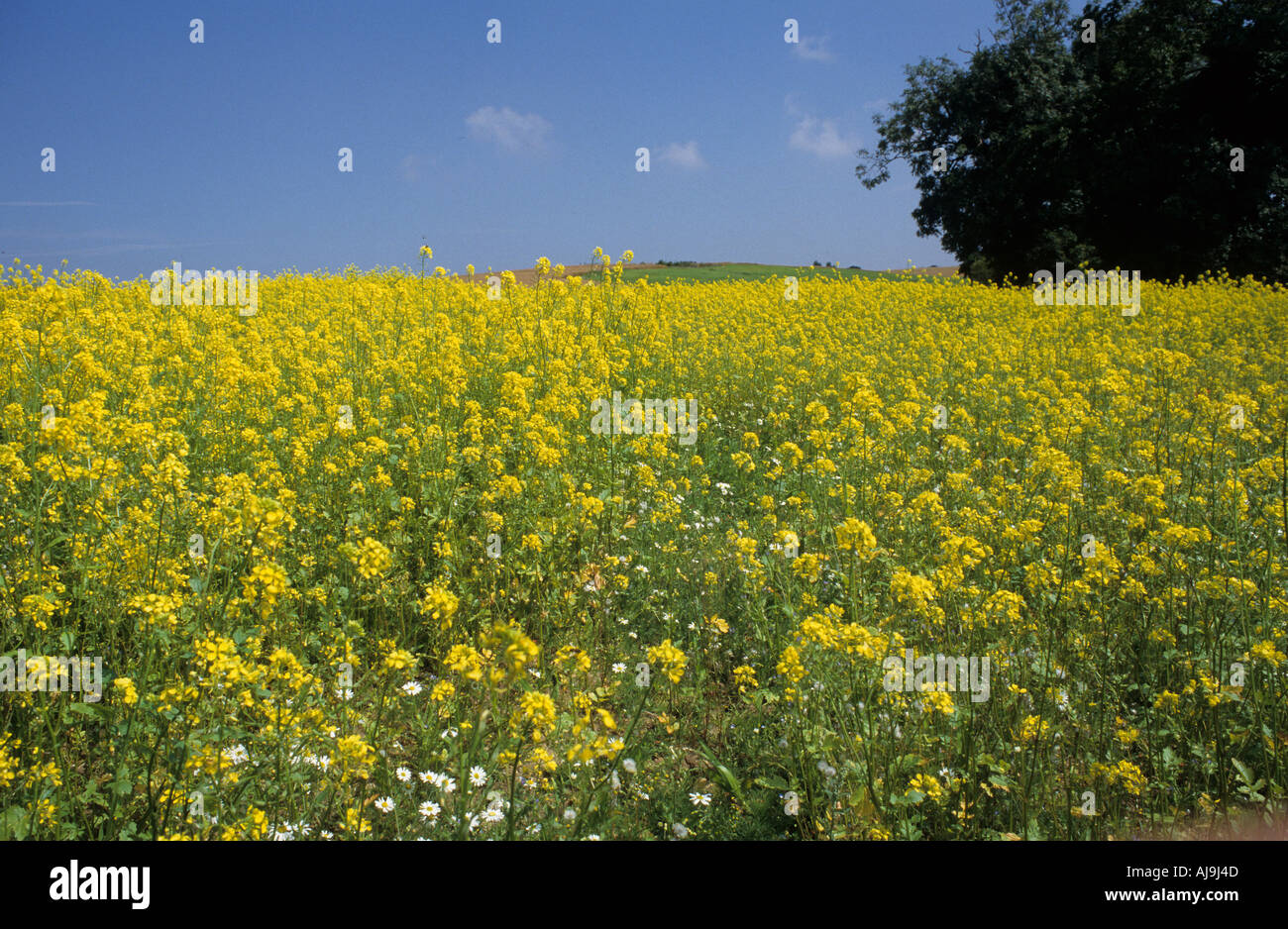 Mustard field norfolk hi-res stock photography and images - Alamy