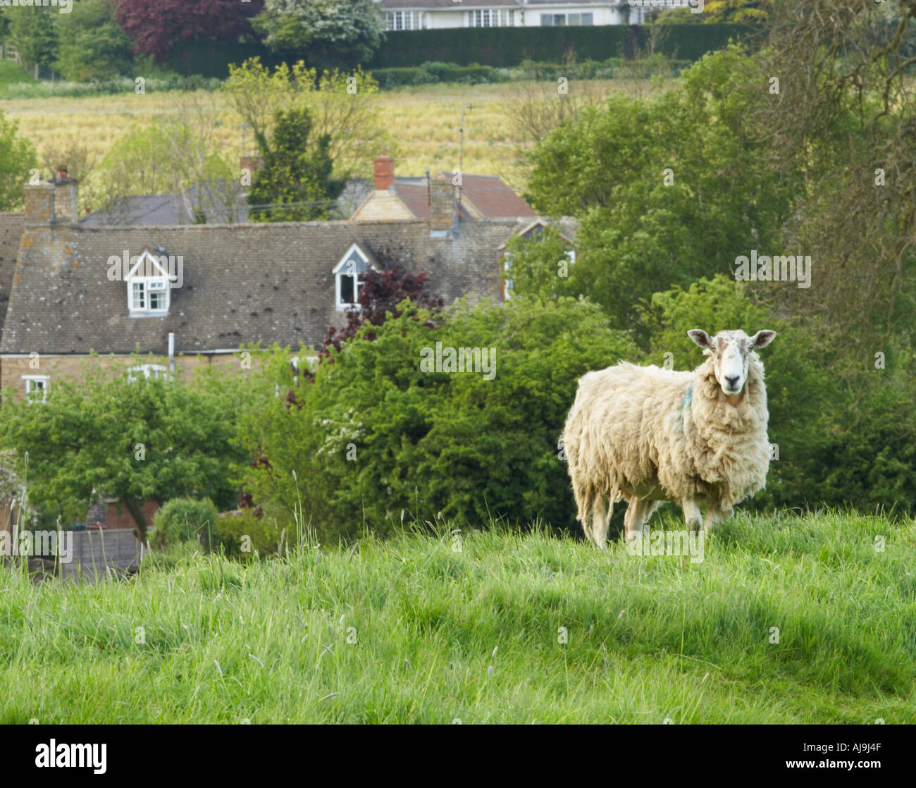 Sheep and Cottage Stock Photo - Alamy