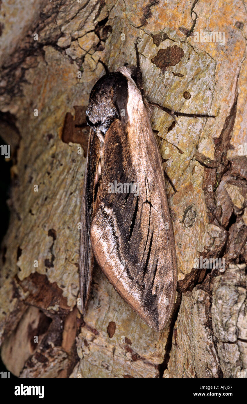 Privet Hawk moth sphinx ligustri at rest on willow trunk UK Stock Photo ...