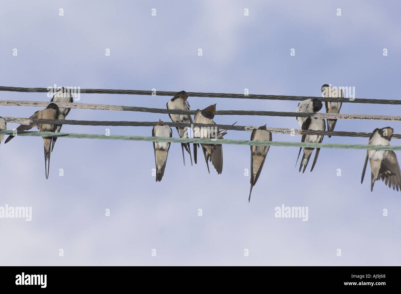 Group of swallows wire uk hi-res stock photography and images - Alamy