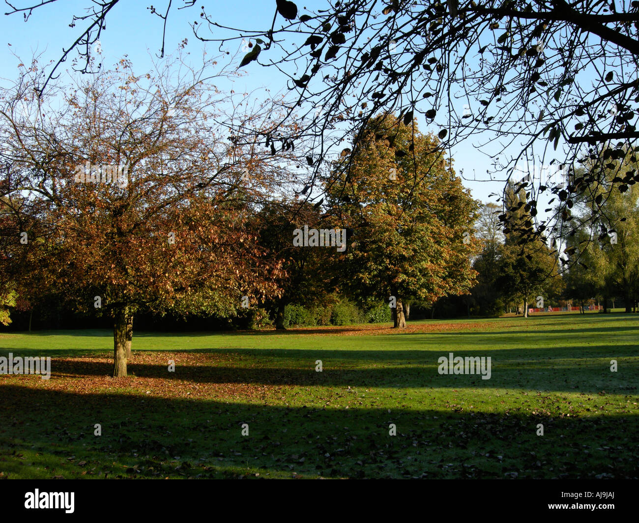 Trees in Didsbury Park Stock Photo - Alamy