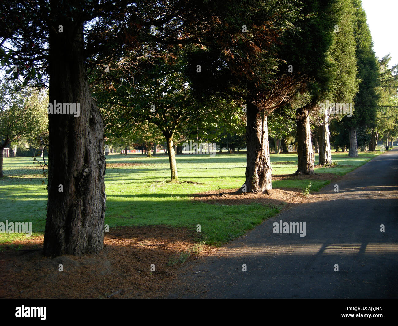 Trees in Didsbury Park Stock Photo - Alamy