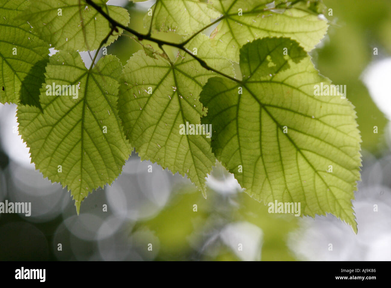 backlit green leaf Stock Photo - Alamy