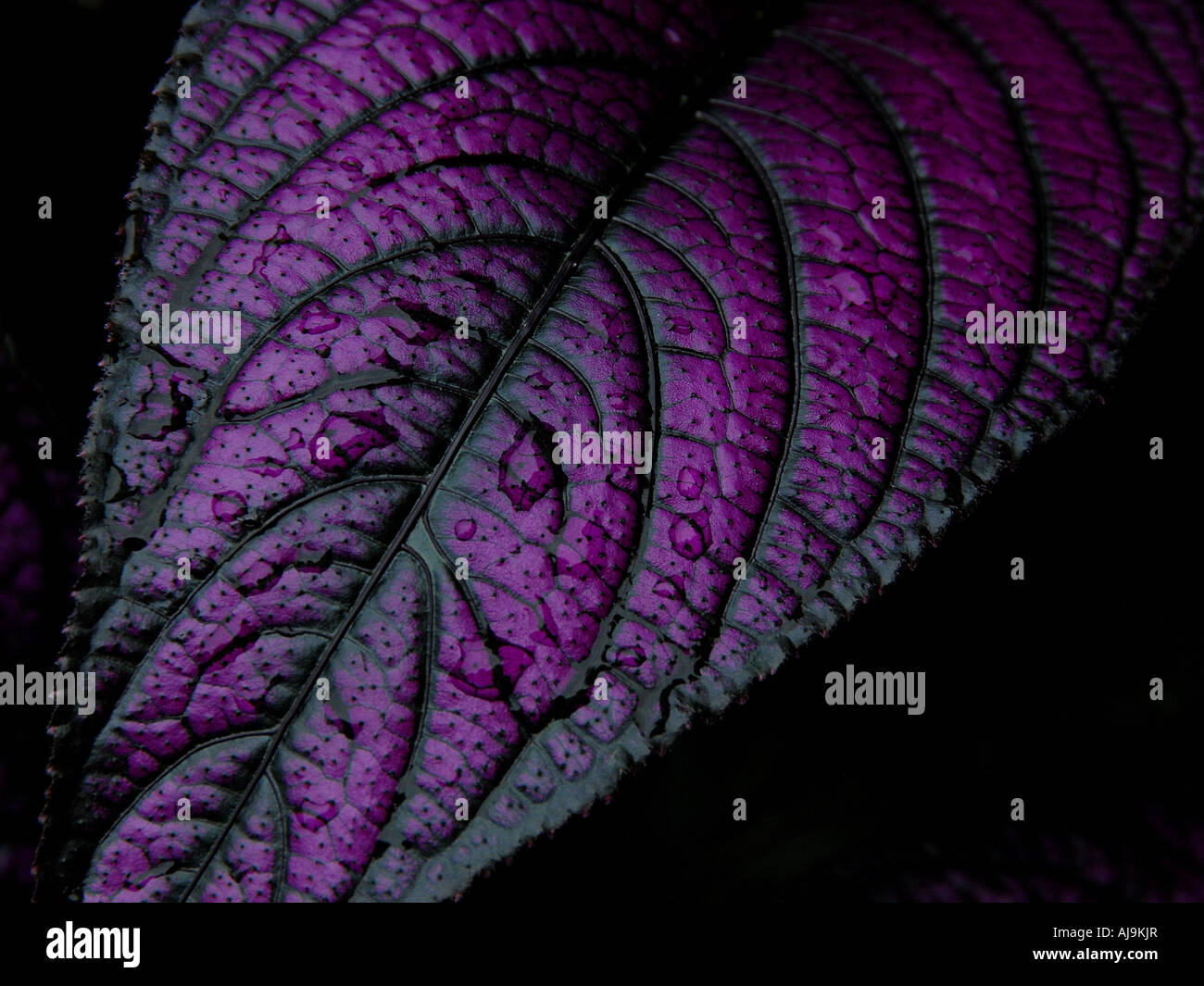 dark purple Leaf Stock Photo - Alamy
