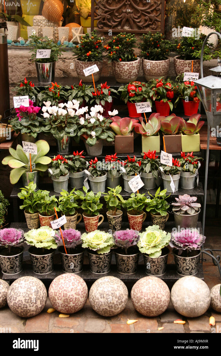 Flower stall with potted plants on display, Lille, France Stock Photo ...